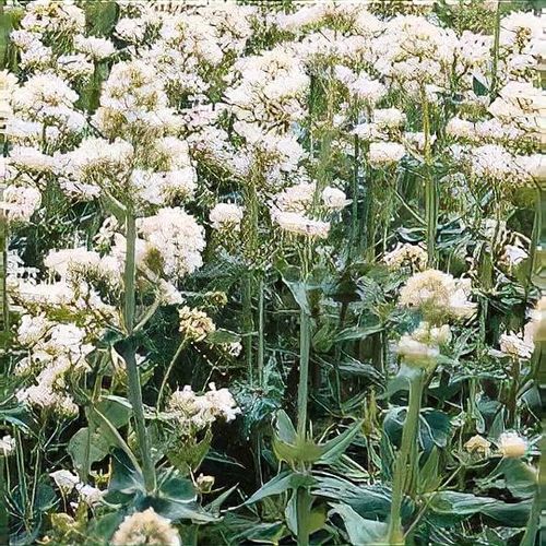 white jupiter's beard