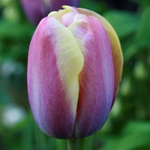 tulip atlantis