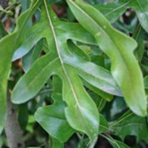 stenocarpus sinuatus problems