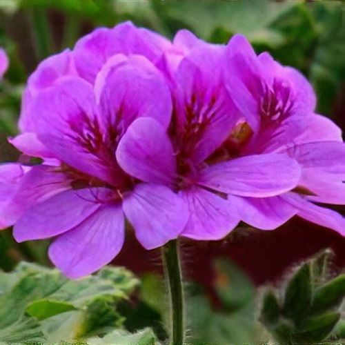 purple geraniums