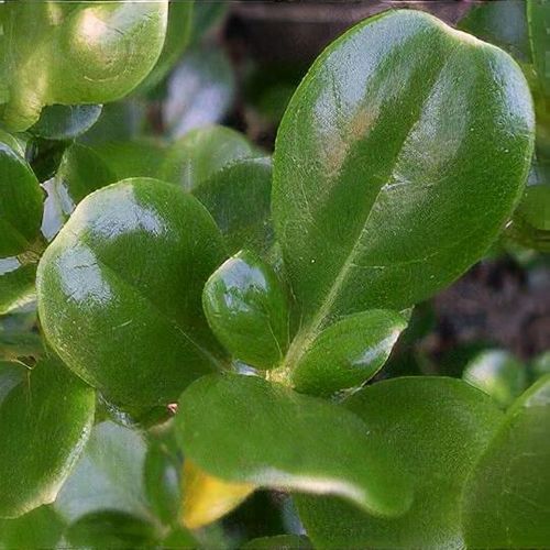 shiny leaf shrub
