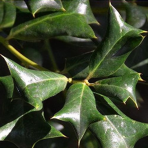 ilex cornuta uk