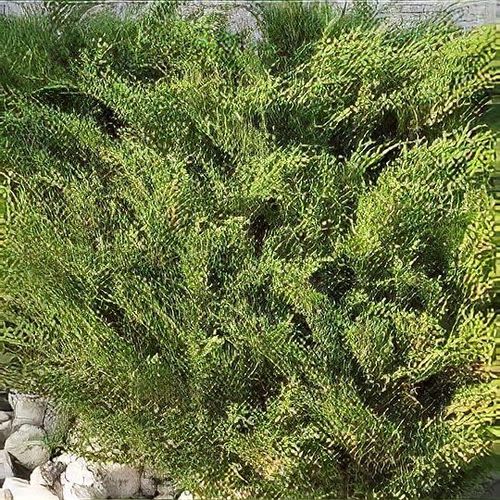 juniperus sabina