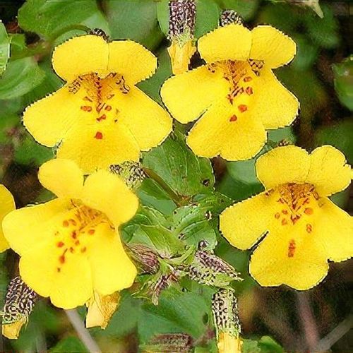 mimulus bach flower