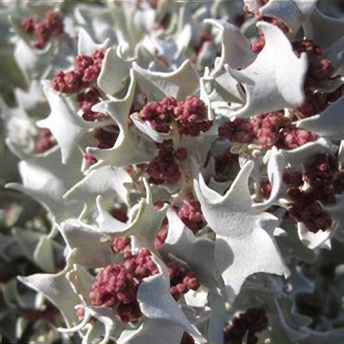 atriplex silver holly