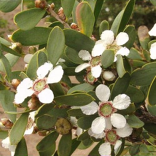 leptospermum laevigatum tree