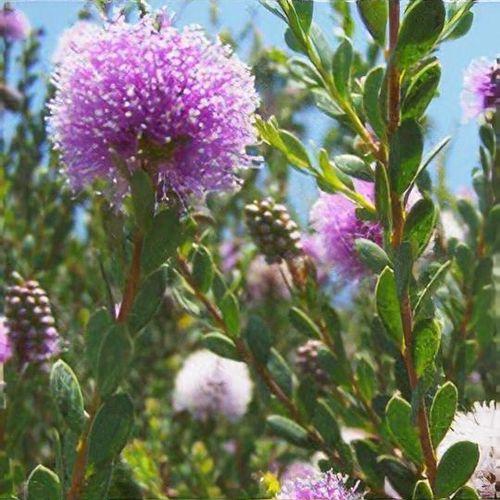 melaleuca nesophila problems