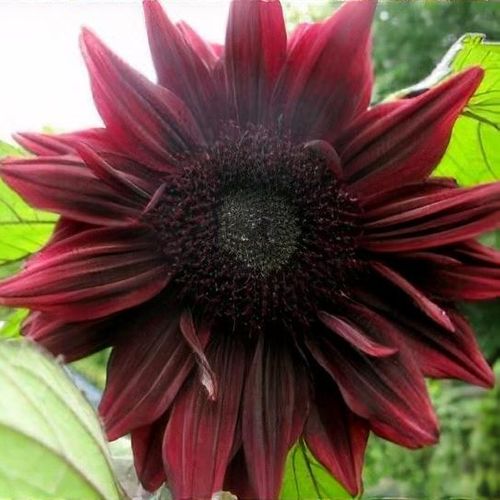 sunflower black magic