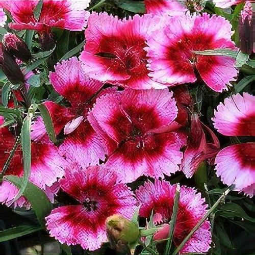 dianthus raspberry magic