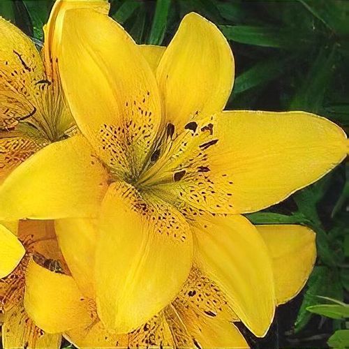 lilium butter pixie
