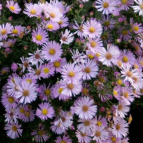 aster ochtendgloren