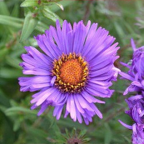 aster rougham purple