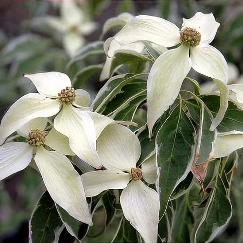cornus kousa uk