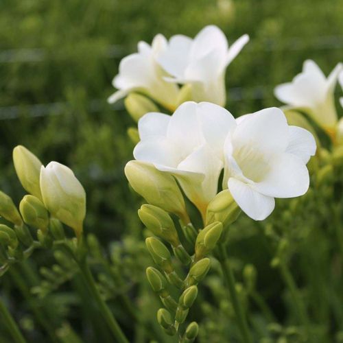 freesia white river