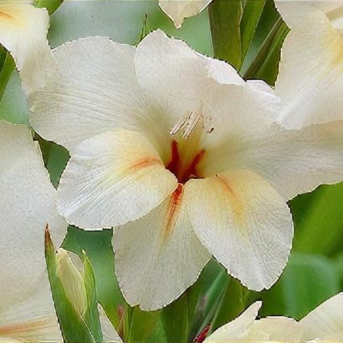 gladiolus halley