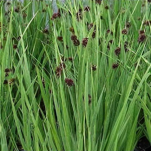 juncus ensifolius starhead