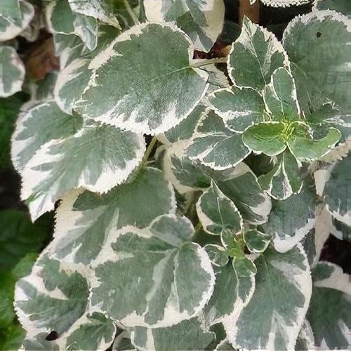 hydrangea silver lining