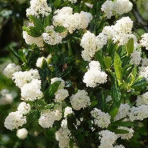 snow flurry ceanothus
