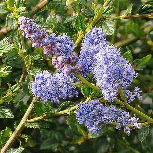 ceanothus frost