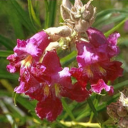 chilopsis linearis uk