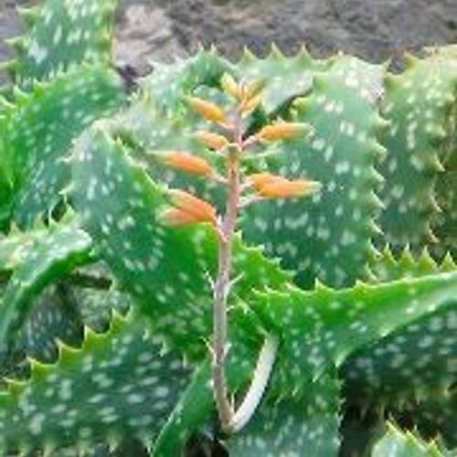 aloe squarrosa