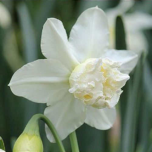 narcissus wit