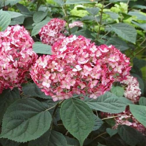 hydrangea annabelle pink
