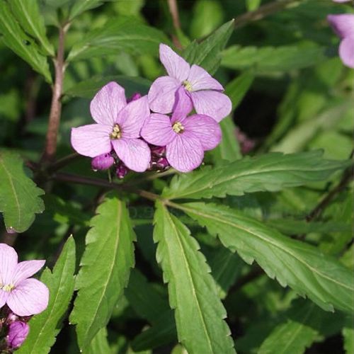 pink cardamine