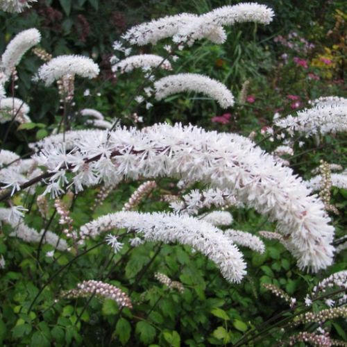 actaea simplex