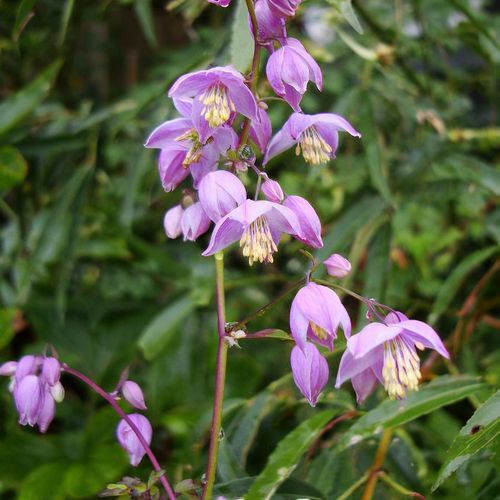 thalictrum decorum