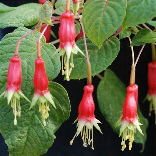fuchsia phileine