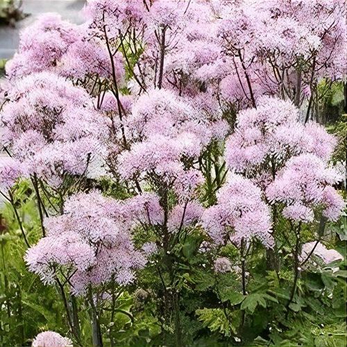 Meadow Rue 'Nimbus Pink' (Thalictrum, 06/19/2023