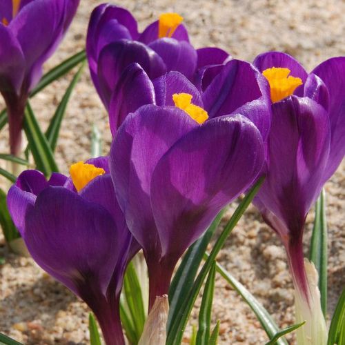 infinity hearts crocus