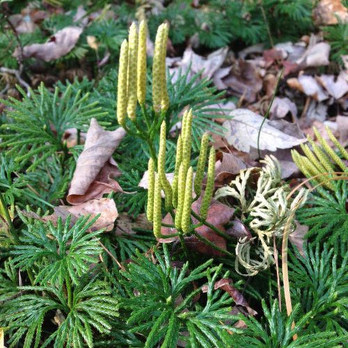lycopodium digitatum
