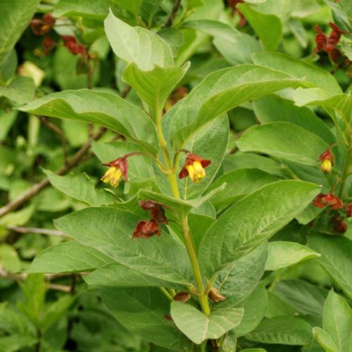 honeysuckle deciduous