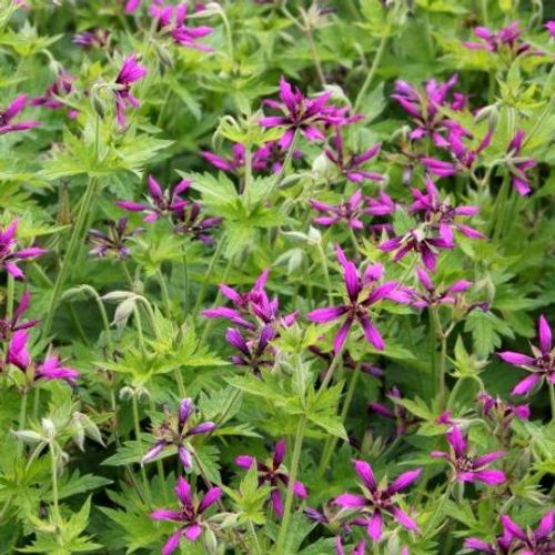 catherine deneuve geranium