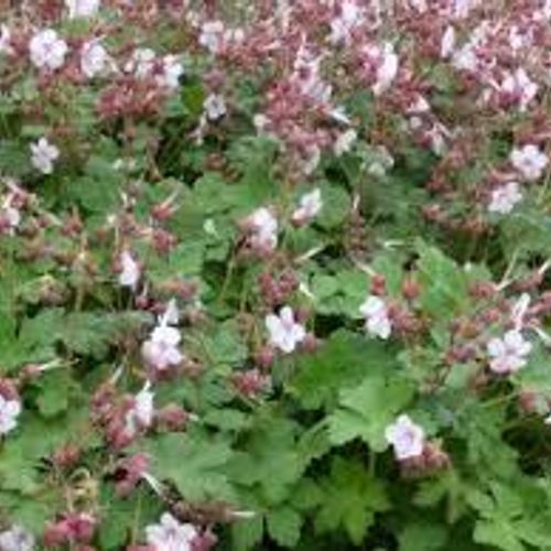 bigroot geranium spessart