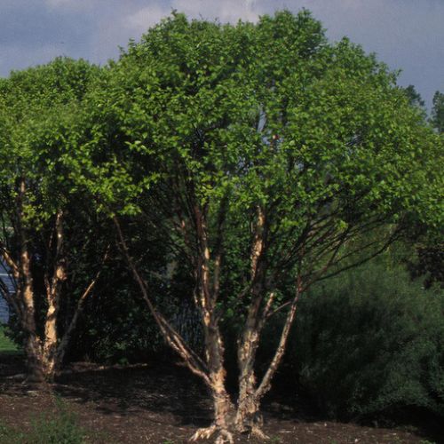 river birch tree dwarf