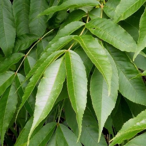 fraxinus diversifolia