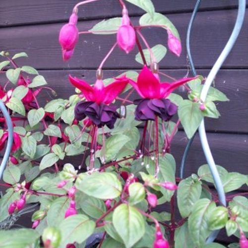 fuchsia black