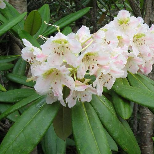 common rhododendron