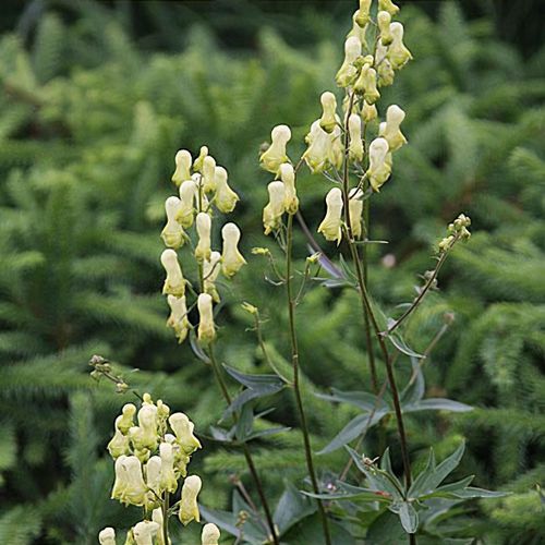 yellow wolfbane