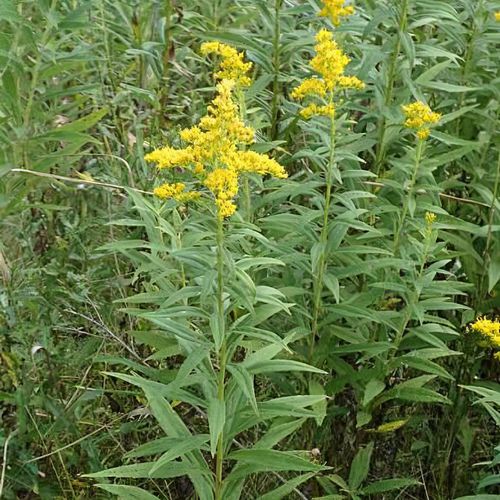 solidago queenie