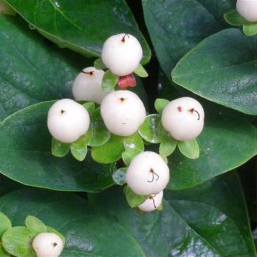 hypericum white berries