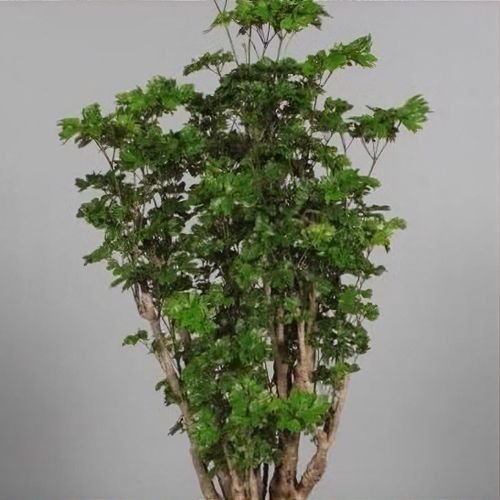 aralia roble