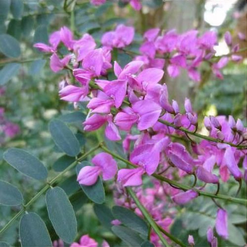 indigofera splendens