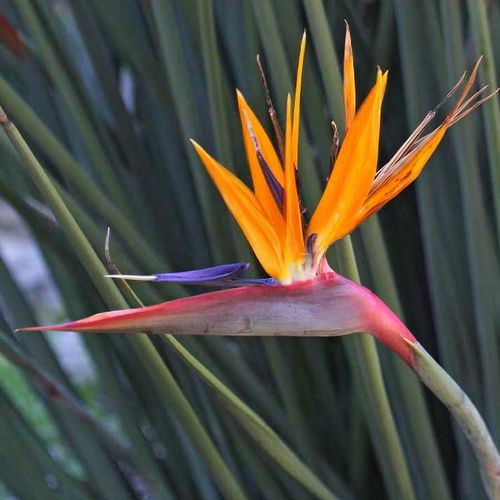 strelitzia juncea