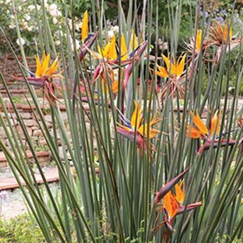 strelitzia juncea