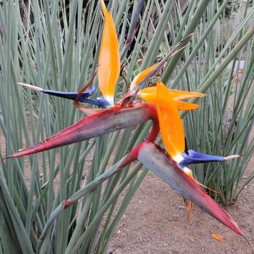 strelitzia juncea common name