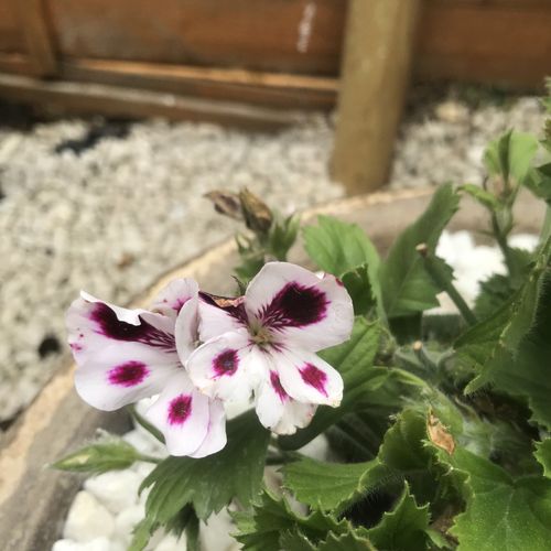 geranium packstar scarlet